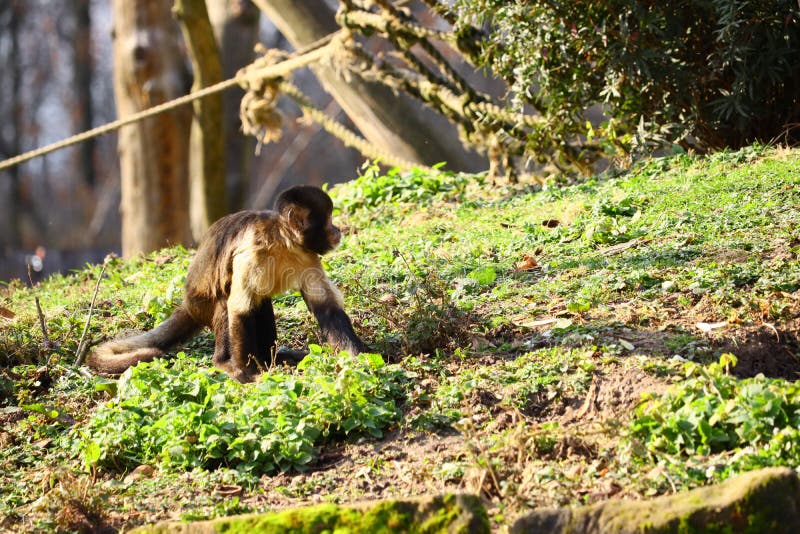 Wide Angle Shot of a Monkey Standing on Green Grass Stock Photo - Image ...