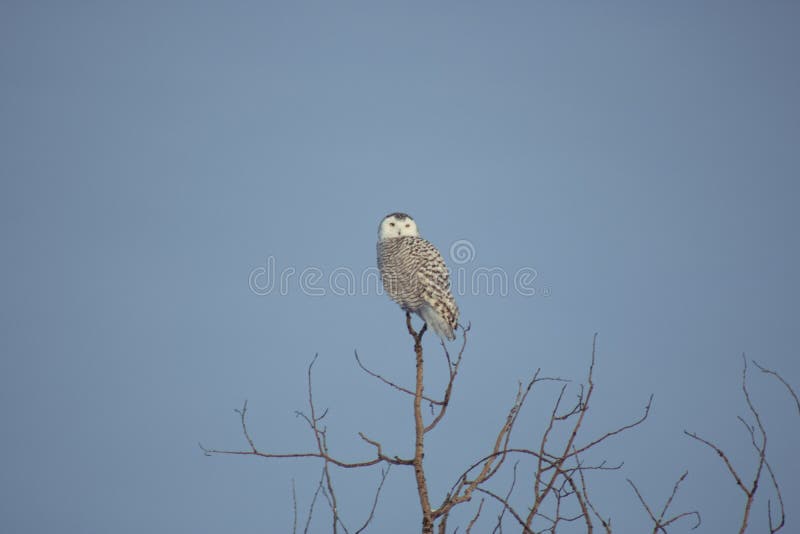 Wide Angle Shot of an Owl Sitting on Top of the Tree Branches Stock ...