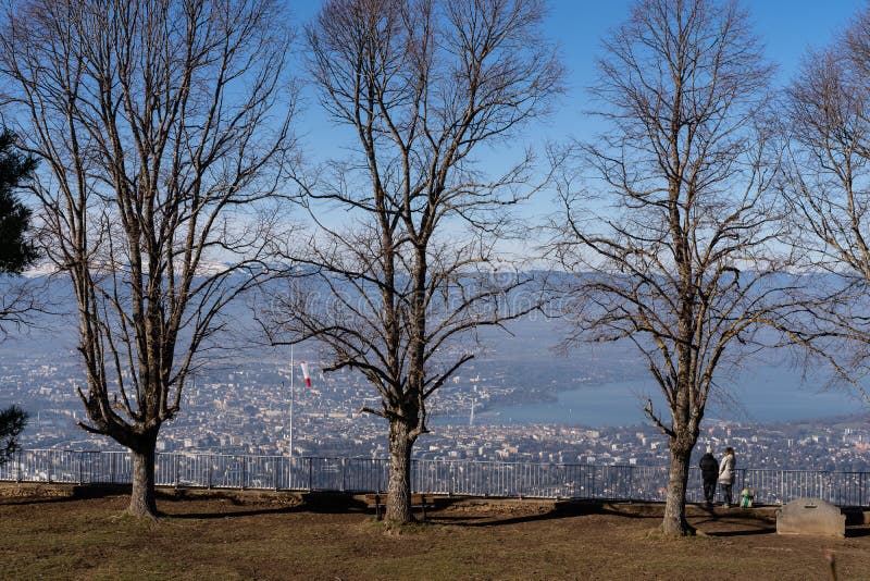 Wide Angle Shot of Several Dry Trees Growing Next To Each Other ...