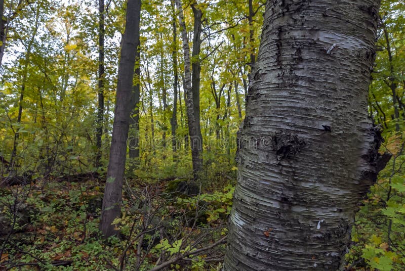 Wide Angle Shot of Several Trees Next To Each Other in a Forest Stock ...