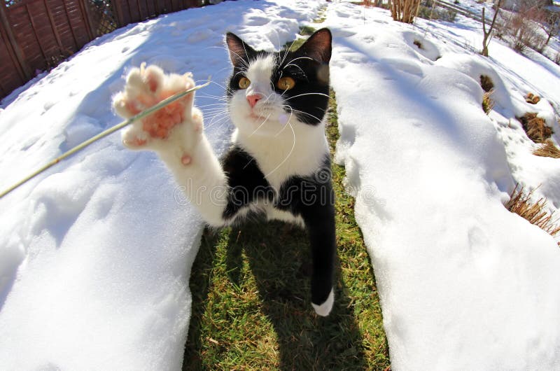 Wide Angle Shot of Small Cat Catching Blade of Grass with Paw Stock ...