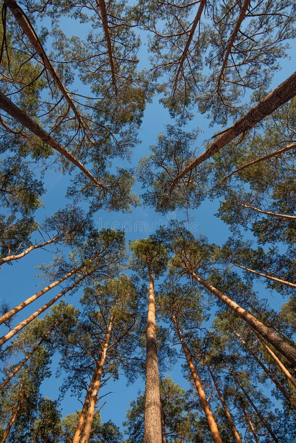 Wide Angle Shot of Some Pine Trees Towering Up Stock Image - Image of ...