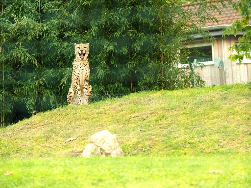 Wide Angle Shot of a Tiger Behind a Tree on a Green Grass Stock Photo ...