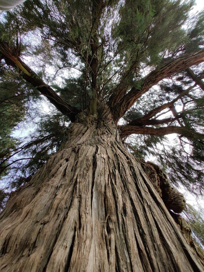 Wide angle shot of tree stock image. Image of detail - 166190717
