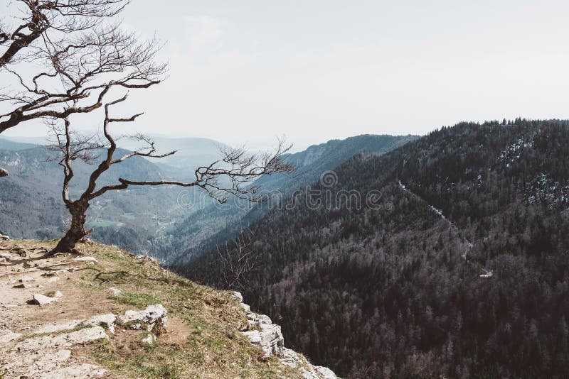 Wide Angle Shot of a Tree on a Mountain Under a Cloudy Sky Stock Image ...