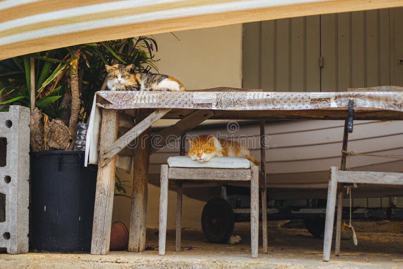 Wide Angle Shot of Two Cats Sitting on a Chair and a Table Stock Photo ...