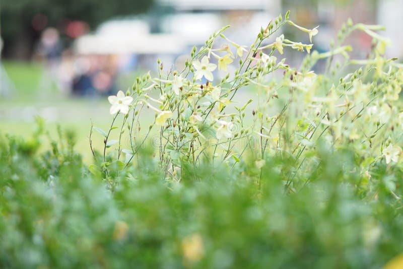 Wide Angle Shot of White Flowers Growing in a Field of Grass Stock ...
