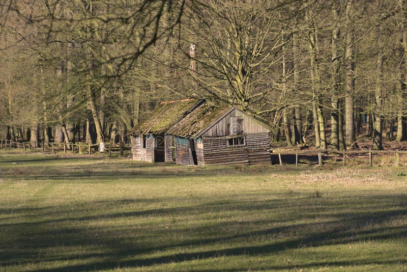 Wide Angle Shot of a Wooden House Surrounded by the Forest Stock Photo ...