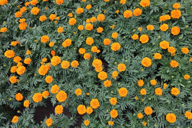 Wide Angle Shot of Yellow Marigold Flowers Stock Image - Image of ...