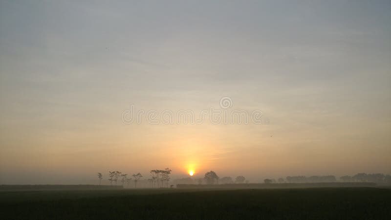 Misty Sunrise Over Dewy Rice Fields. Stock Image - Image of dawn ...