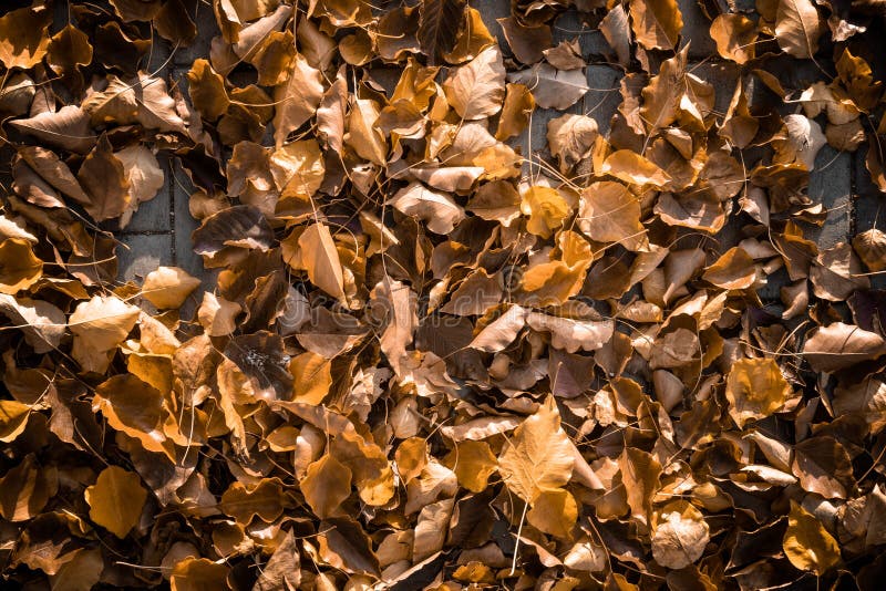 Orange Fall Leaves Background Texture Stock Photo - Image of abstract ...