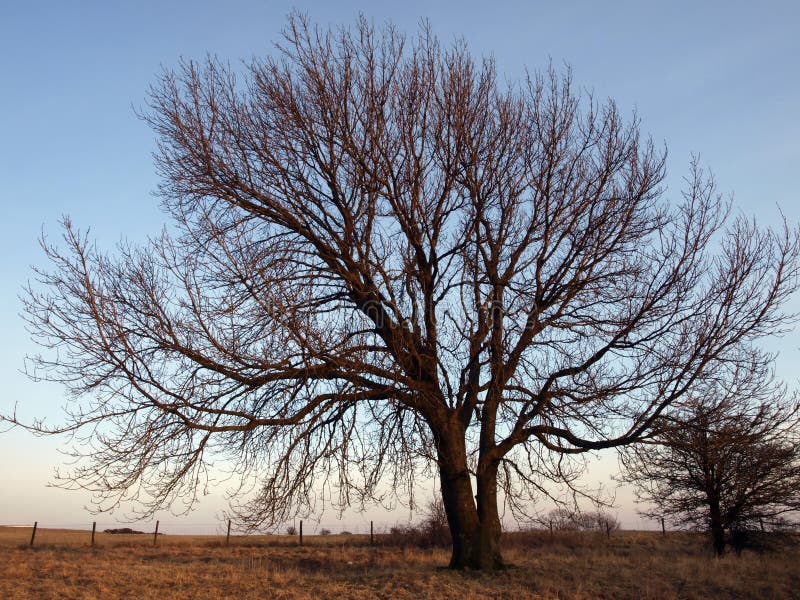 Wide angle tree stock image. Image of trees, beautiful - 13293993