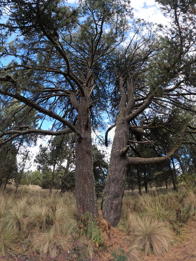 Wide Angle Trees in High Mountain of Mexico Stock Photo - Image of ...