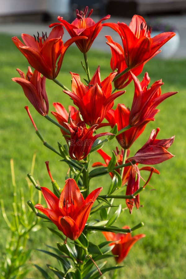 Wide Angle View of a Cluster of Red Lilies in the Flower Garden Stock ...