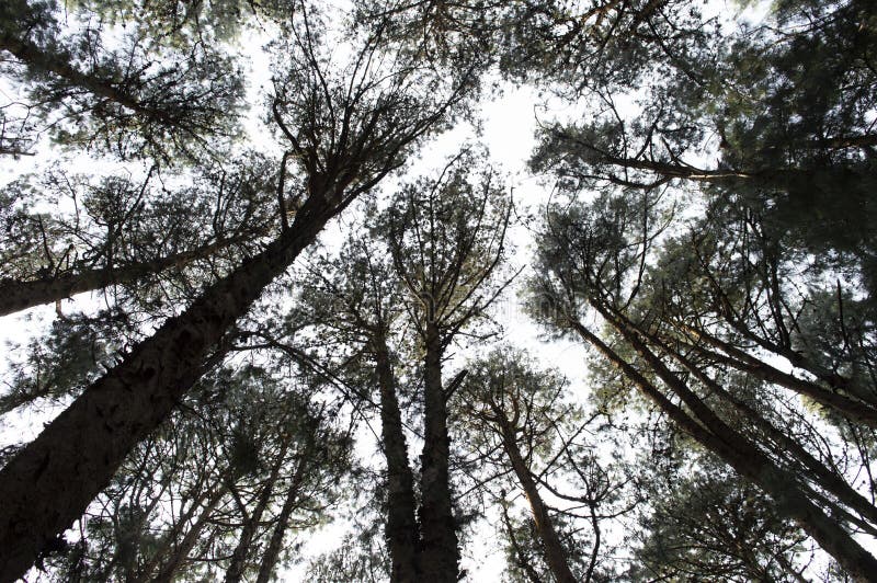 Wide Angle View of Dense Pine Tree Forest in Ooty Stock Image - Image ...
