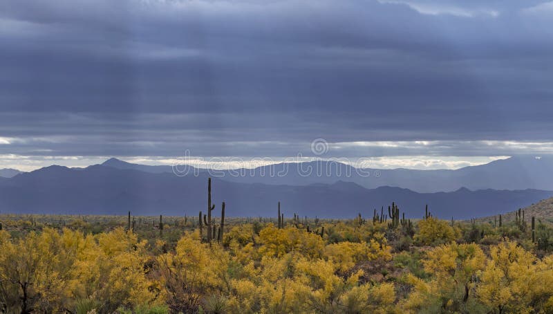 Wide Angle View of a Desert Spring Landscape in Phoenix AZ Area Stock ...