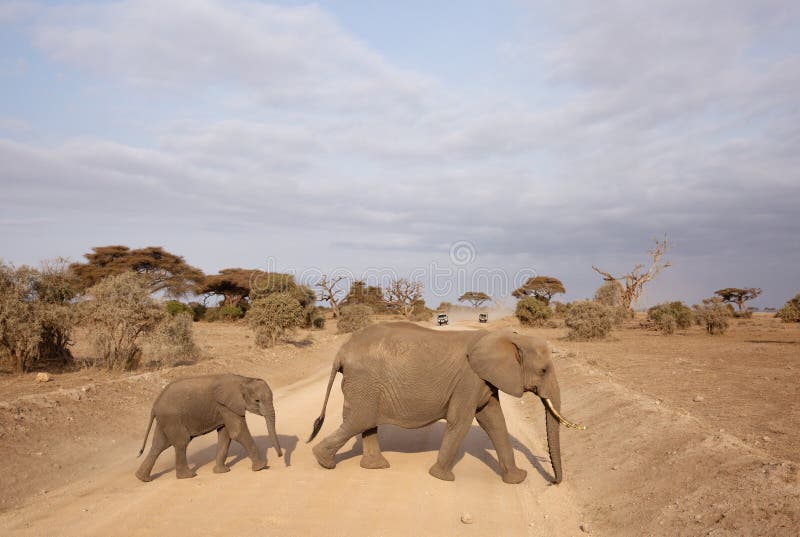 A Wide Angle View of Elephants Crossing the Mudtrack in Amboseli ... A Wide Angle View of Elephants Crossing the Mudtrack in Amboseli ...
