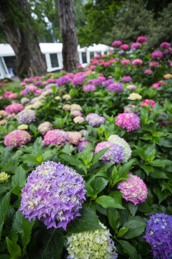 Wide Angle View of the Flowers in the Garden Stock Image - Image of ...