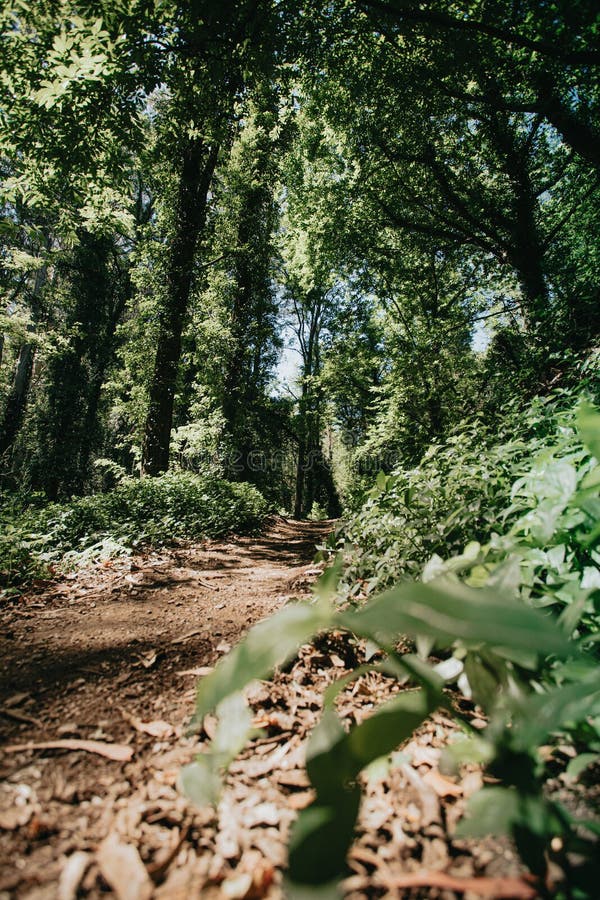 A Wide Angle View of the Forest from the Bushes during a Bright and ...