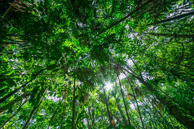 442 Rainforest Tree Tops Stock Photos - Free & Royalty-Free Stock ...