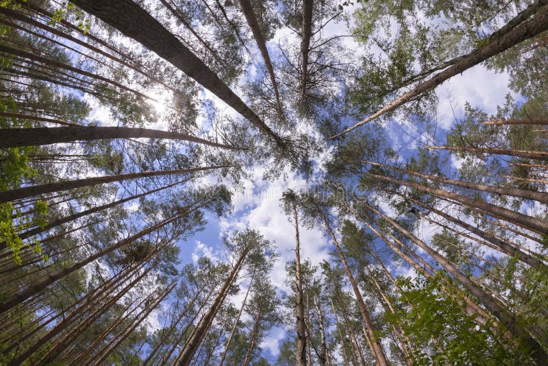 Wide Angle View of Pine Forest Stock Image - Image of seasonal, green ...