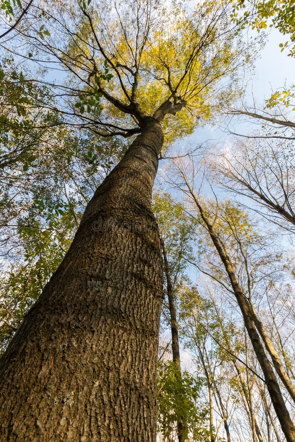 Wide Angle View of a Tall Tree from an Extremely Low Point of Vi Stock ...