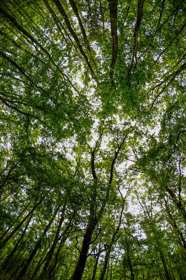 Wide Angle View of the Trees in the Forest Stock Image - Image of ...