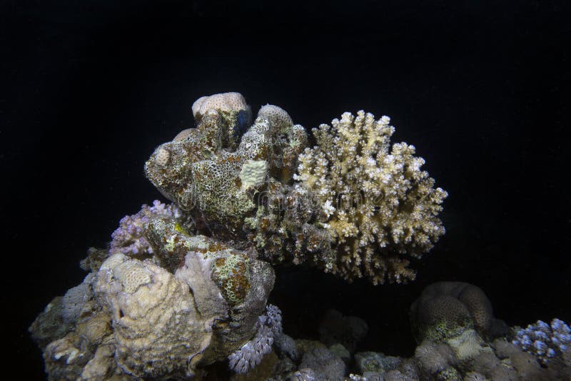 Wide Angle Views of the Magnificent Coral Formations in the Red Sea ...