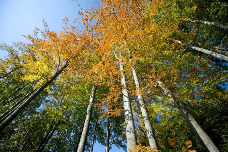 Wide autumn trees stock photo. Image of daytime, fall - 6661362