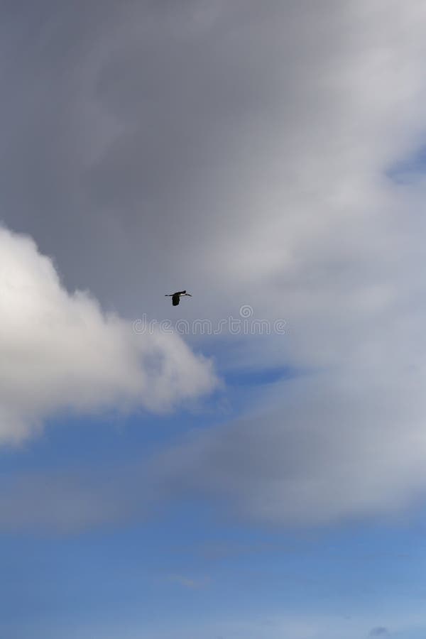 Wide-beaked Bird is Flying in the Sky Stock Photo - Image of bird ...