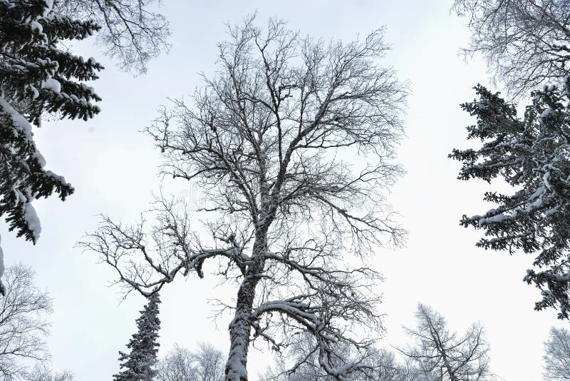 Wide and Big Branches of Huge Tree in Winter Forest Stock Photo - Image ...