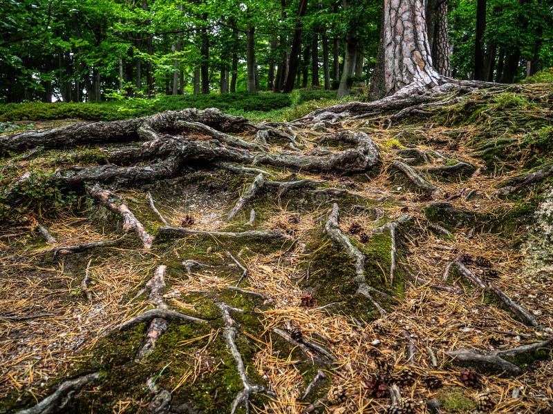 Wide Branched Roots of a Tree in the Forest Stock Photo - Image of ...