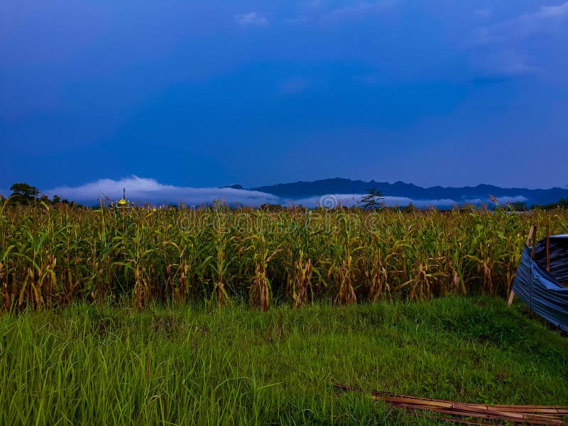 The Wide Corn Crop Under the Hill Stock Photo - Image of field, meadow ...