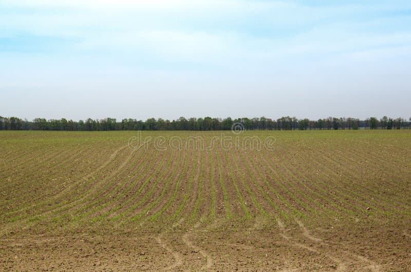 Wide Cornfield with Neat Rows of Young Corn Plants Sprouting from Soil ...