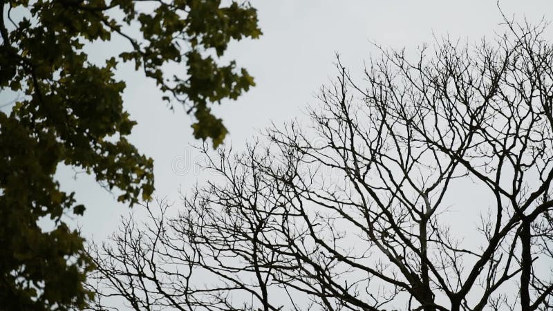 Withered Tree Crown Next To Living Deciduous Tree. Wind Shakes Leaves ...