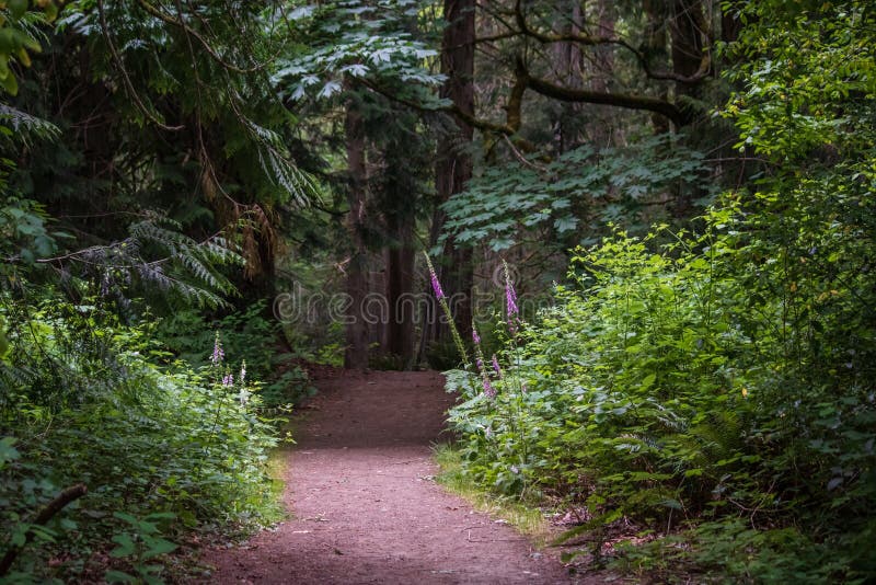 Wide Dirt Trail through Forest Stock Image - Image of wilderness, leaf ...