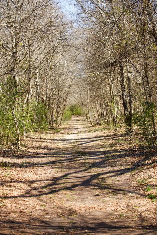 Wide Dirt Path through Winter Woods Stock Photo - Image of lonely ...