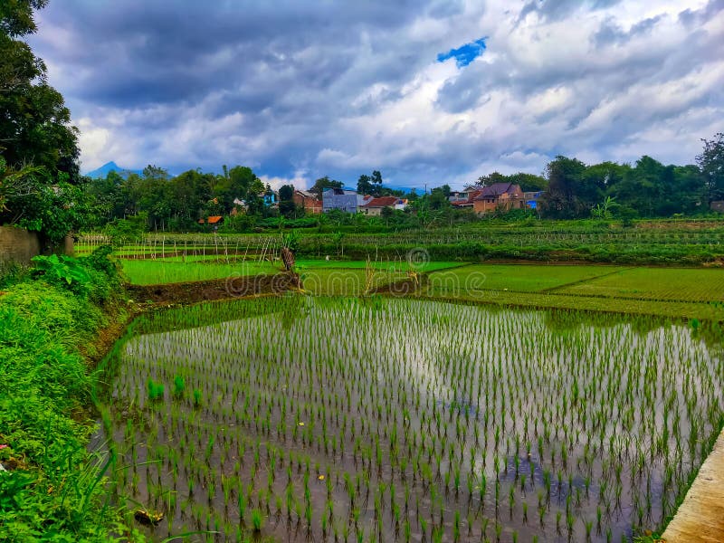 Wide Expanse of Agriculture Fields in the Morning Stock Photo - Image ...