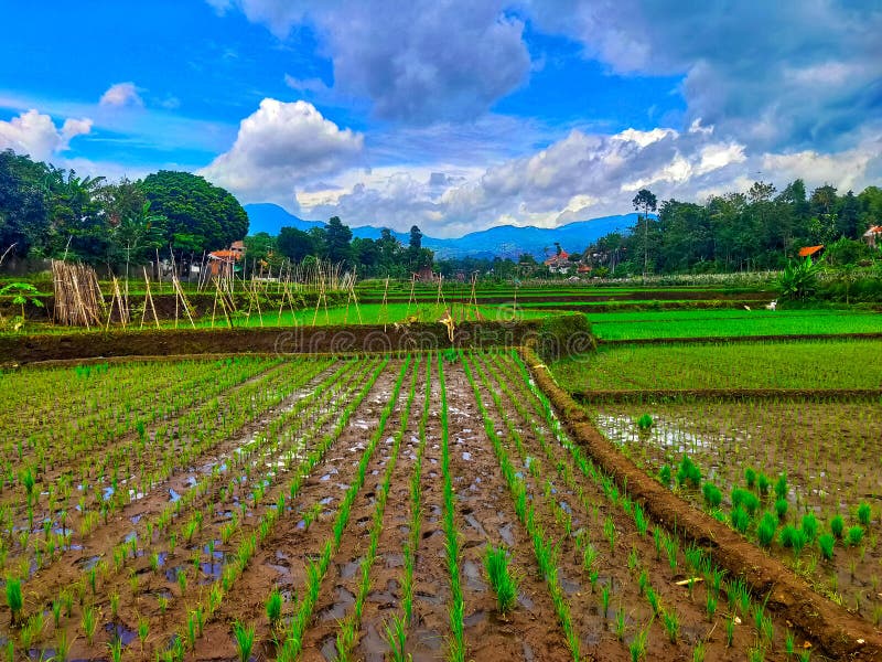 Wide Expanse of Agriculture Fields with Mountain Views Stock Photo ...