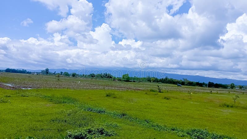 Wide Expanse of Grass and Rice Fields and Views of the Blue Sky Stock ...