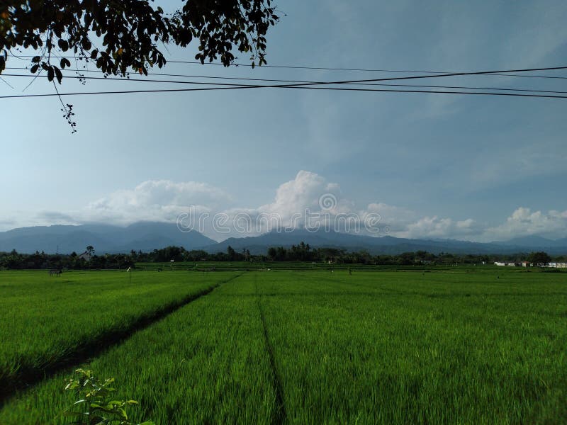 Wide Expanse of Green Rice Fields in the Countryside with a Beautiful ...