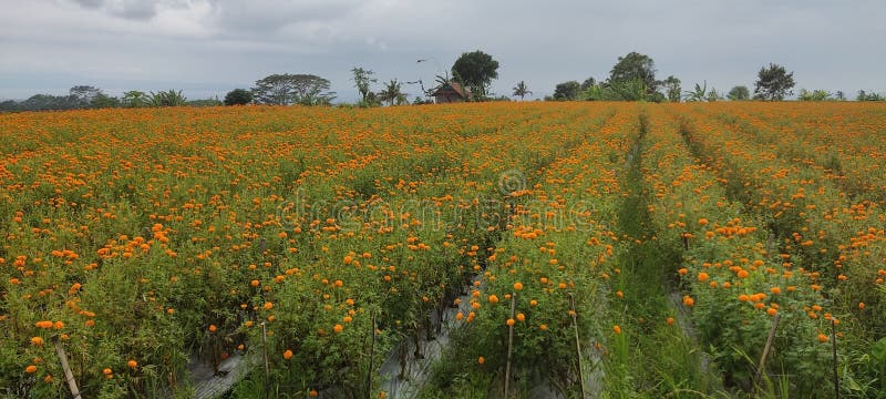 Wide Expanse of Marigold Flowers in the Rice Fields Stock Photo - Image ...