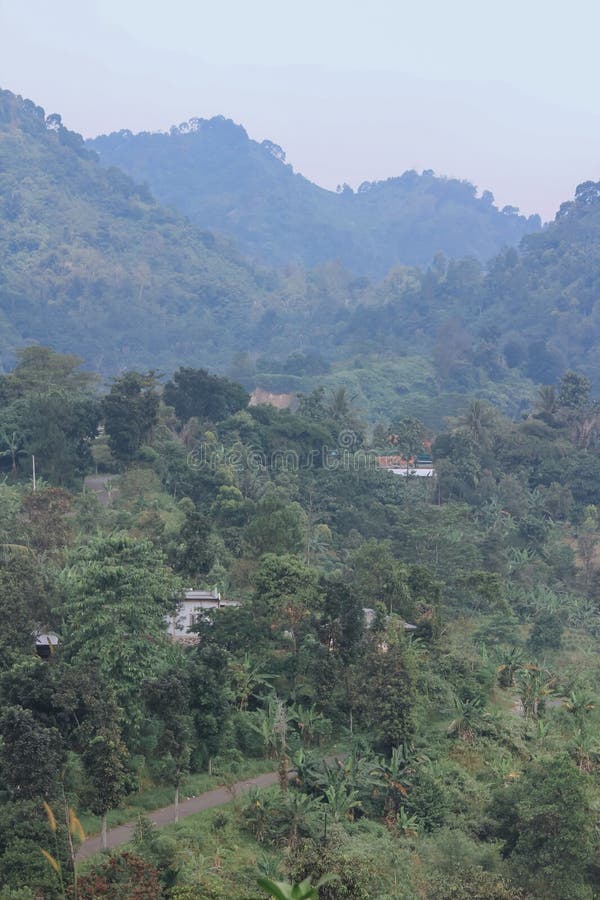 Wide Expanse of Green Rice Fields in the Countryside with a Beautiful ...