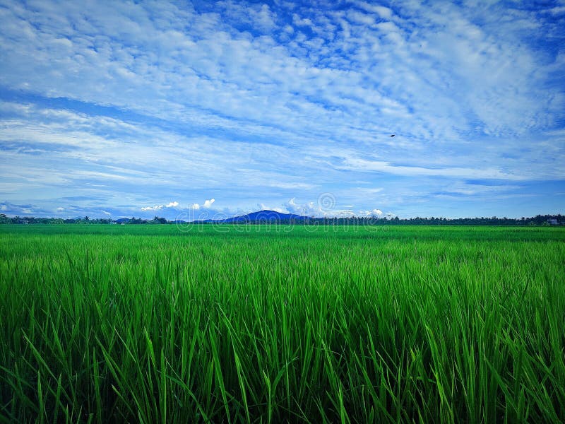 Wide rice fields stock image. Image of cloud, nature - 264125181