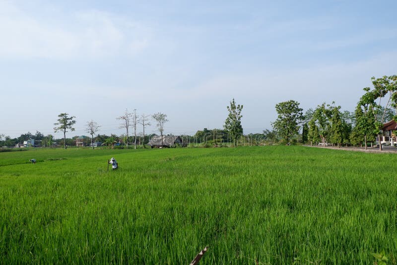 Wide Expanse of Rice Fields with Farmers in the Middle Stock Photo ...