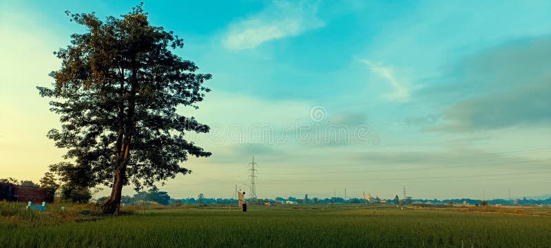 Wide Expanse of Rice Fields with One Big Tree Stock Image - Image of ...