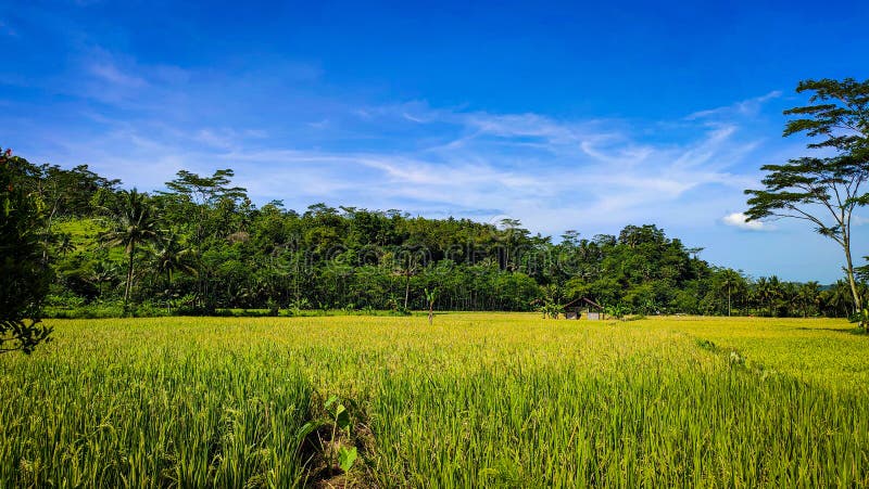 Wide Expanse of Rice Fields that are Ready To Be Harvested. Stock Image ...
