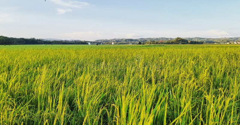Wide Expanse of Rice Fields Stock Image - Image of poleang, expanse ...