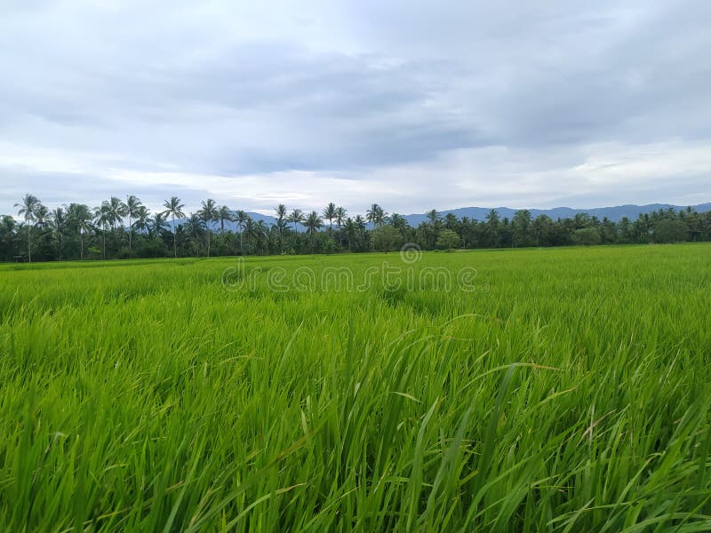 A Wide Expanse of Rice Fields with a View of the Cloudy Sky Stock Image ...