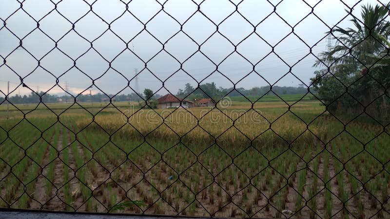 Wide Expanse of Green Rice Fields in the Countryside with a Beautiful ...